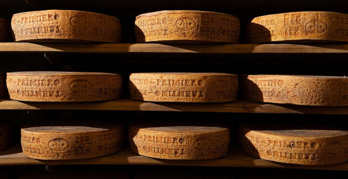 Guida pratica per riconoscere le principali caratteristiche dei ...