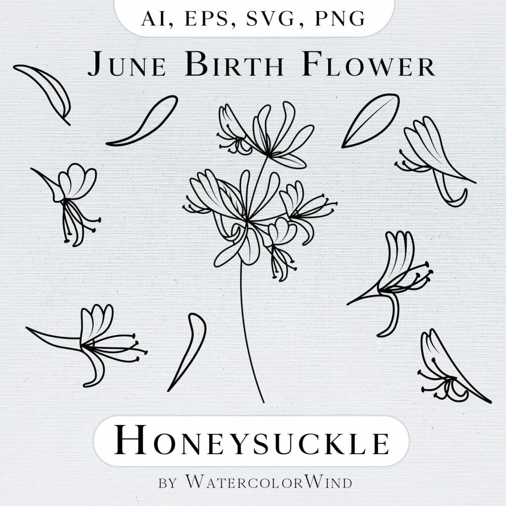 Honeysuckle June Birth Flower SVG Files Vector Illustrations