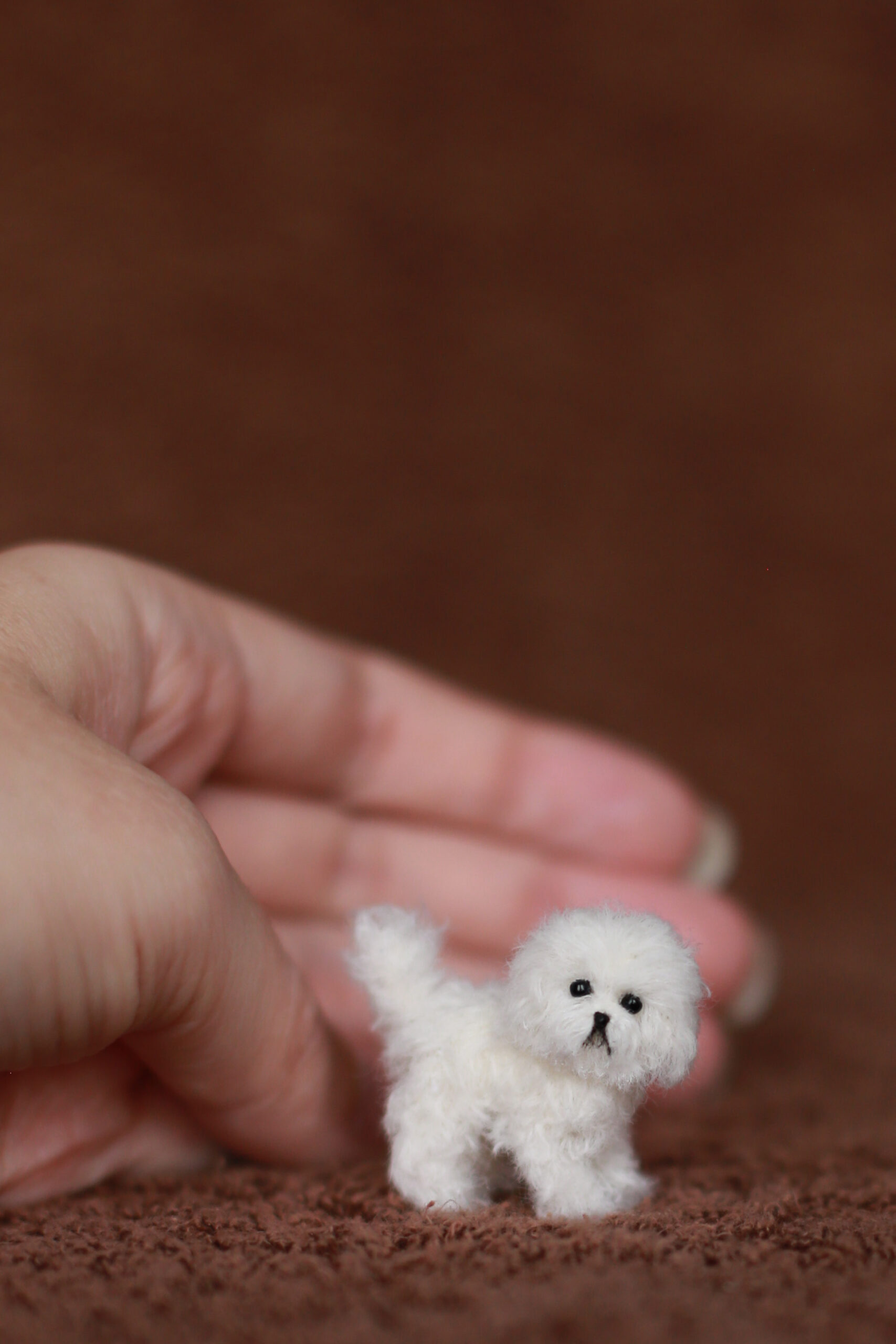 Teacup Maltese Brown And White