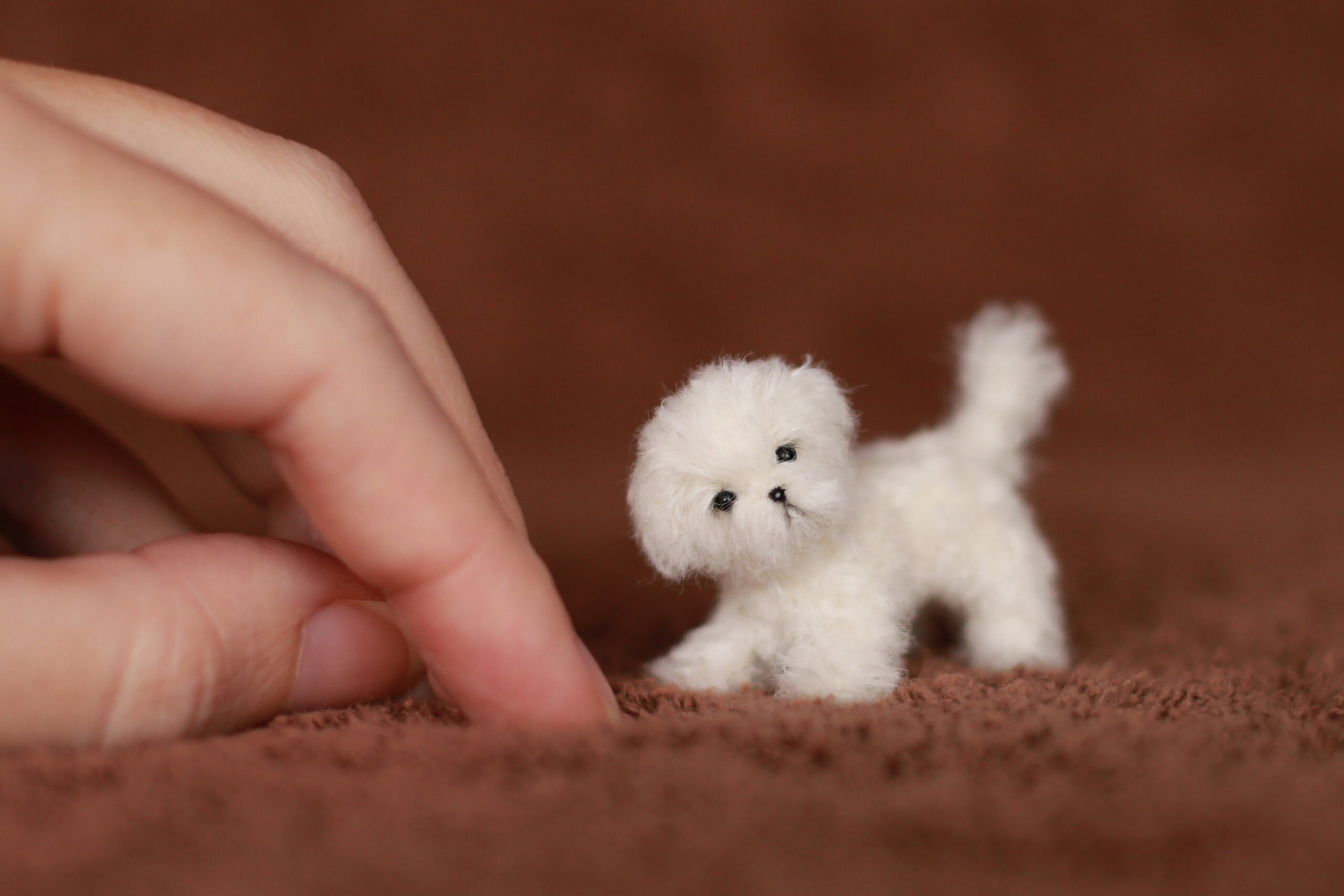 Miniature White Maltese