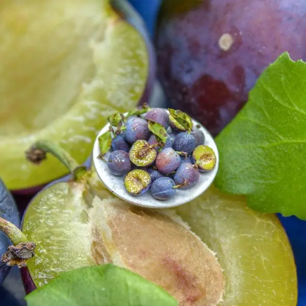 TUTORIAL Miniature cut plum with polymer clay - DailyDoll Shop