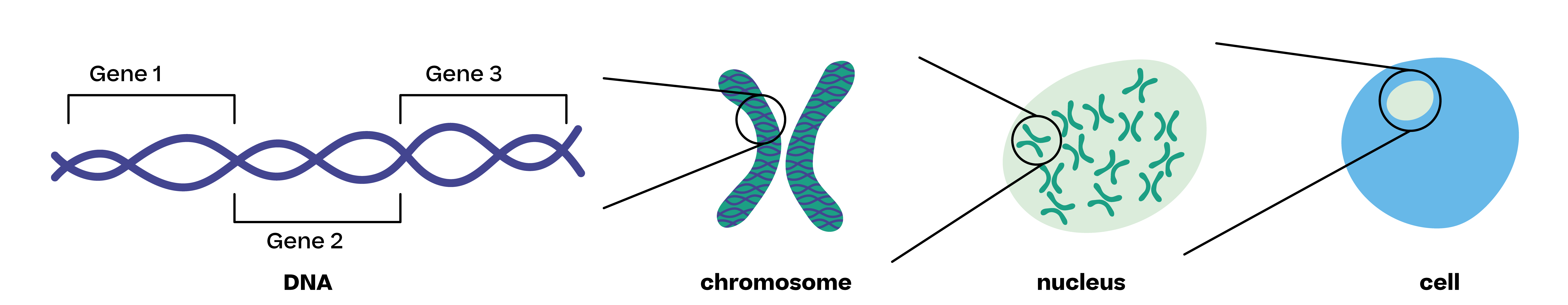 evulpo - DNA and inheritance