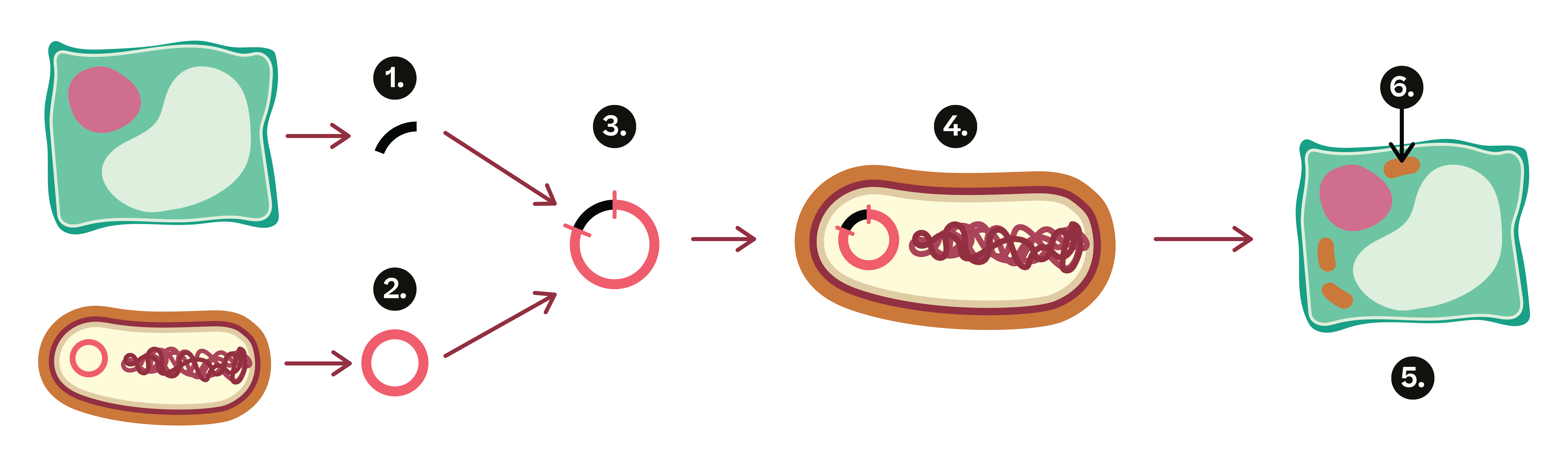evulpo - The process of genetic engineering - Higher