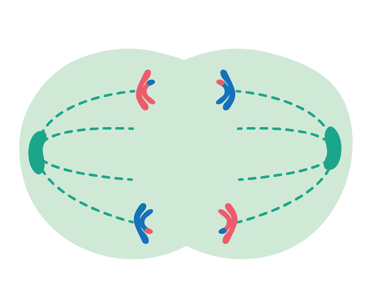 Fases de la mitosis y la meiosis - Biología y Geología : Explicación y ...