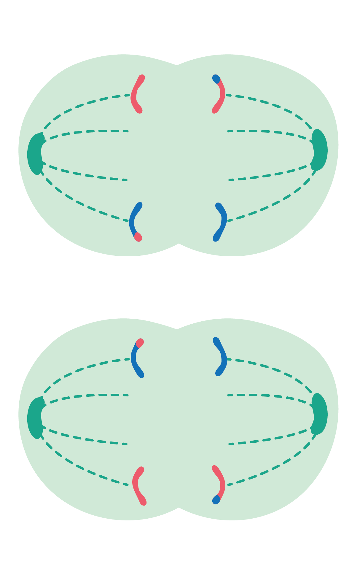 Fases de la mitosis y la meiosis - Biología y Geología : Explicación y ...