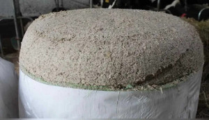 Wysłodki buraczane w belach Super cena ! - Ogłoszenia - Moja Ostrołęka