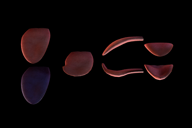 SFMLab • [Helluva Boss] Loona SFM [Thetindog]