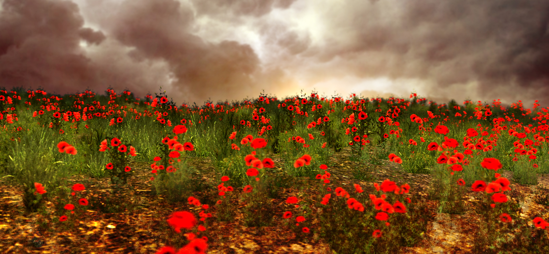 SFMLab • Perihelion Poppy Flower Field